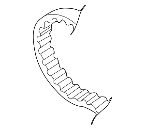 2000-2006 Audi Engine Timing Belt 06B-109-119-A | Audi USA Parts